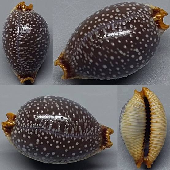 shellauction.net :: Staphylaea limacina - 3705937