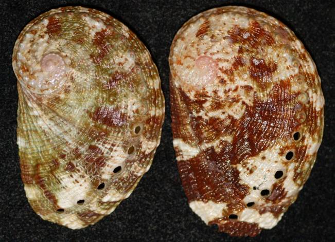 shellauction.net :: Haliotis pustulata - 3705952