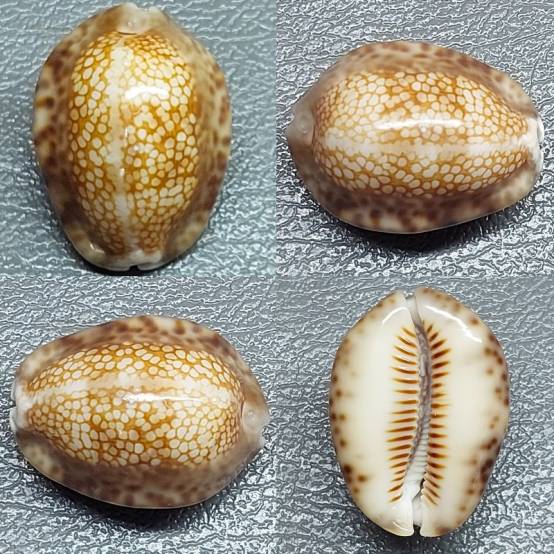 shellauction.net :: Mauritia depressa - 3705954