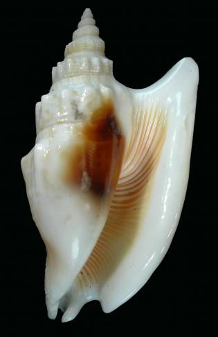 shellauction.net :: Euprotomus vomer - 3705968