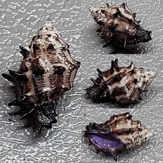 shellauction.net :: Morula spinosa - 3706130