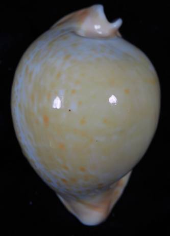 shellauction.net :: Umbilia armeniaca - 3706173