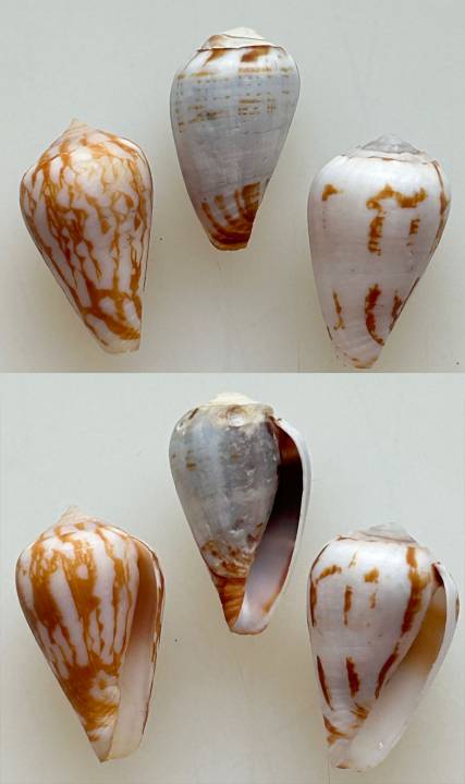 shellauction.net :: Conus sp. - 3706178