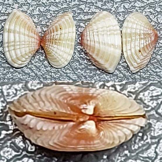 shellauction.net :: Chione sp. - 3706224