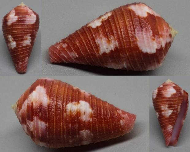 shellauction.net :: Conus pertusus - 3706298