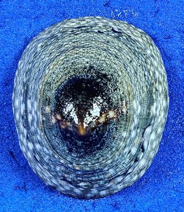 shellauction.net :: Lottia persona - 3706310