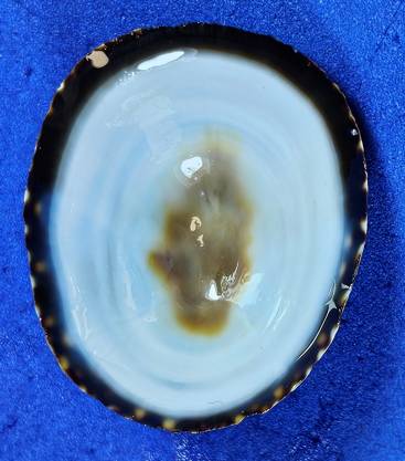 shellauction.net :: Lottia persona - 3706310