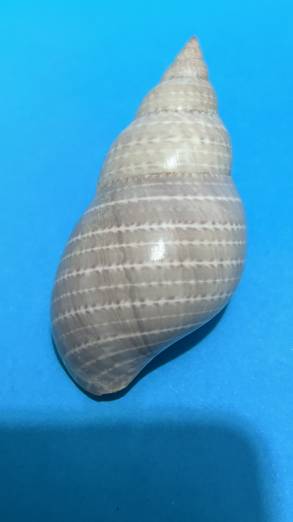 shellauction.net :: Phasianella australis - 3706394