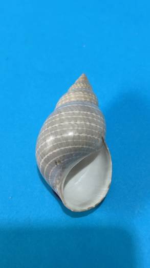 shellauction.net :: Phasianella australis - 3706394