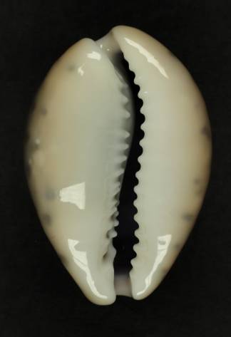 shellauction.net :: Cypraea robertsi - 3706545