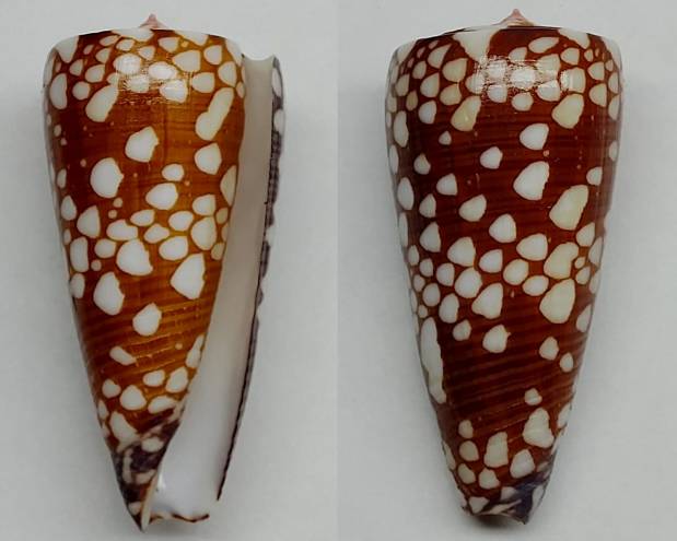 shellauction.net :: Conus sp. - 3706565