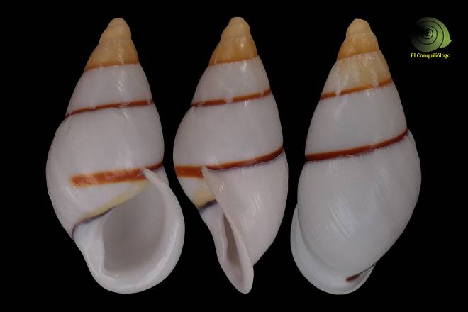 shellauction.net :: Chrysalis Virgata porracea - 3706687