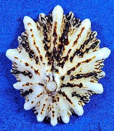 shellauction.net :: Lottia scabra - 3706712