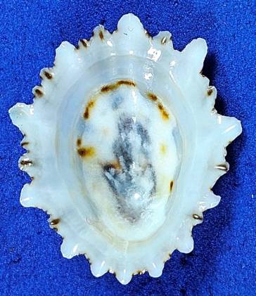 shellauction.net :: Lottia scabra - 3706712