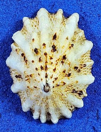 shellauction.net :: Lottia scabra - 3706715