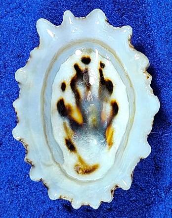 shellauction.net :: Lottia scabra - 3706715