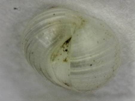 shellauction.net :: Vanikoro species - 3706755