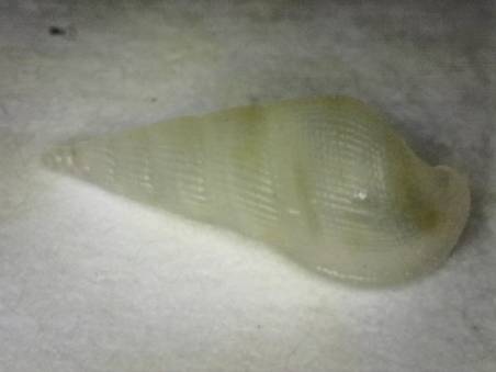 shellauction.net :: Rissoa species - 3706762