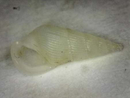 shellauction.net :: Rissoa species - 3706762