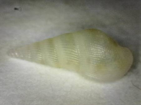 shellauction.net :: Rissoa species - 3706765