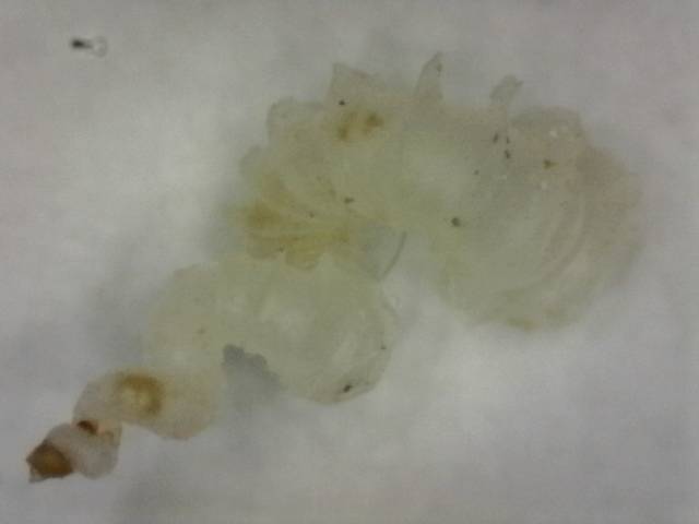 shellauction.net :: Cycloscala species - 3706771