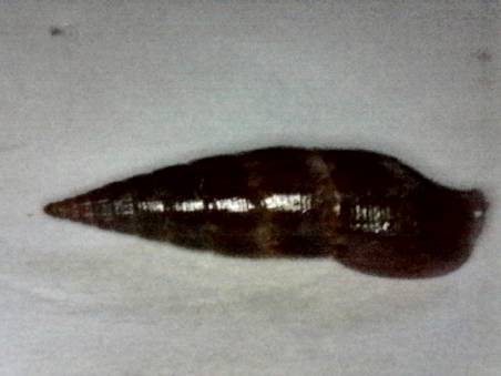 shellauction.net :: Aesopus spiculus - 3706781