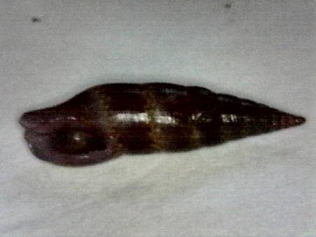 shellauction.net :: Aesopus spiculus - 3706781