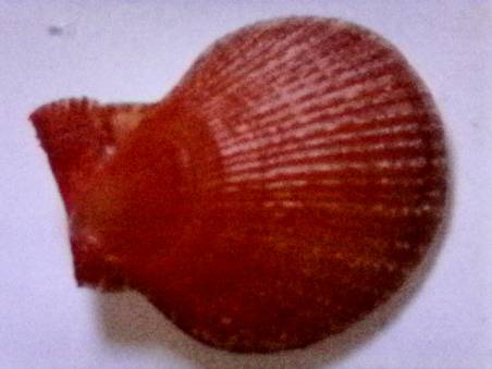 shellauction.net :: Pectin species - 3706790