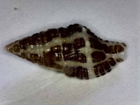 shellauction.net :: Engina species - 3706869