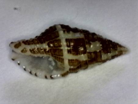 shellauction.net :: Engina species - 3706869