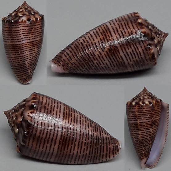 shellauction.net :: Conus proximus - 3706906