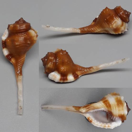 shellauction.net :: Ranularia sp. - 3706936