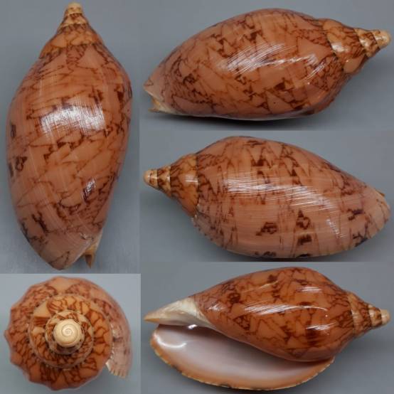 shellauction.net :: Cymbiola mariaemma - 3707011