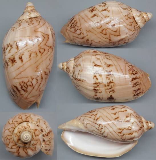 shellauction.net :: Cymbiola mariaemma - 3707012