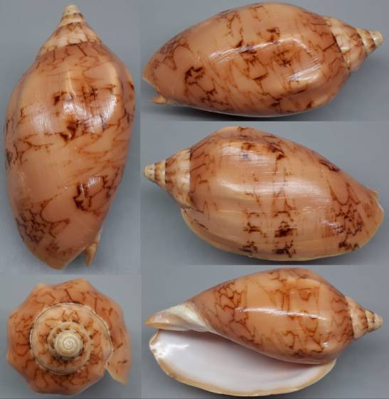 shellauction.net :: Cymbiola mariaemma - 3707013