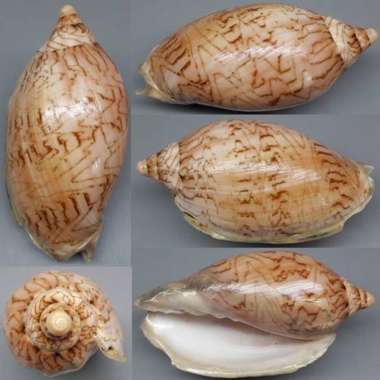 shellauction.net :: Cymbiola mariaemma - 3707014