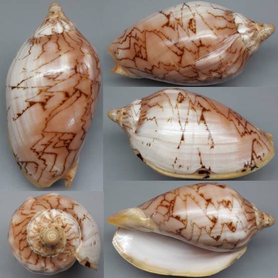 shellauction.net :: Cymbiola mariaemma - 3707019