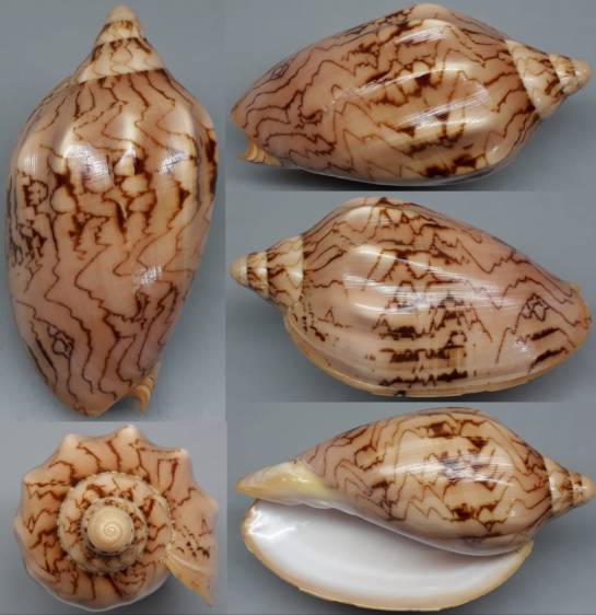 shellauction.net :: Cymbiola mariaemma - 3707020