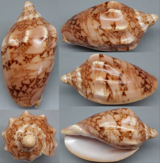 shellauction.net :: Cymbiola mariaemma - 3707021