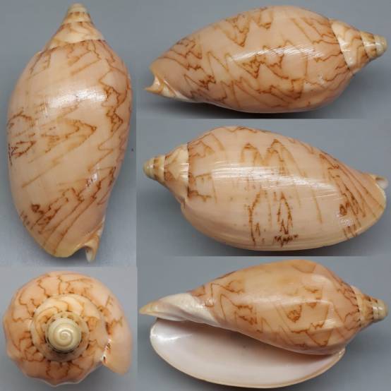 shellauction.net :: Cymbiola mariaemma - 3707024