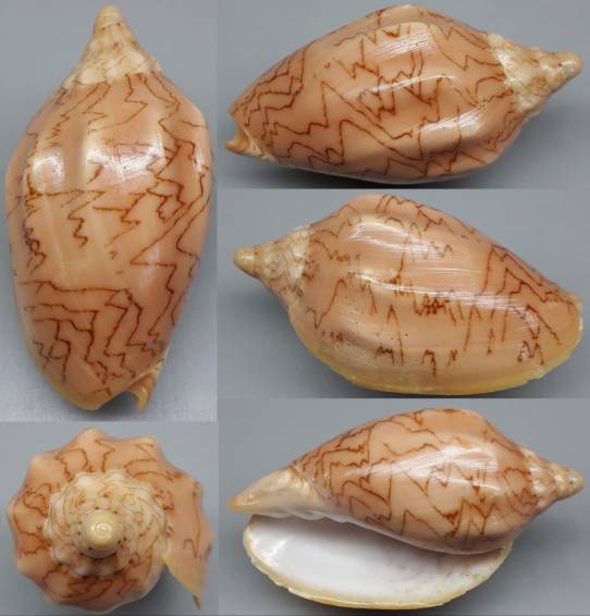 shellauction.net :: Cymbiola mariaemma - 3707026