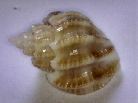 shellauction.net :: Scalptia sp. - 3707210