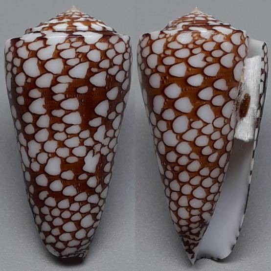 shellauction.net :: Conus nobilis - 3707258