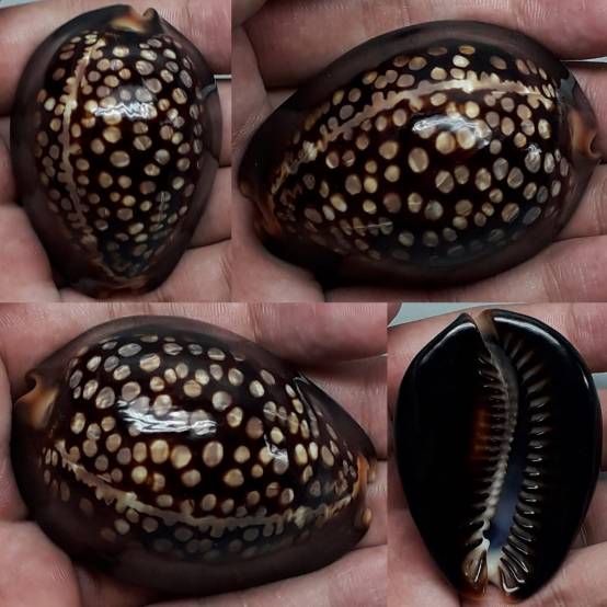 shellauction.net :: Mauritia mauritiana - 3707310