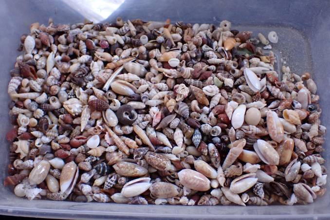 shellauction.net :: Assorted sea shells - 3707314