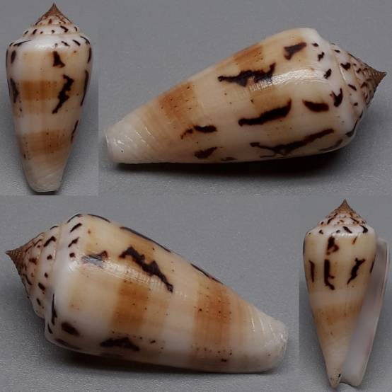 shellauction.net :: Conus consors - 3707359