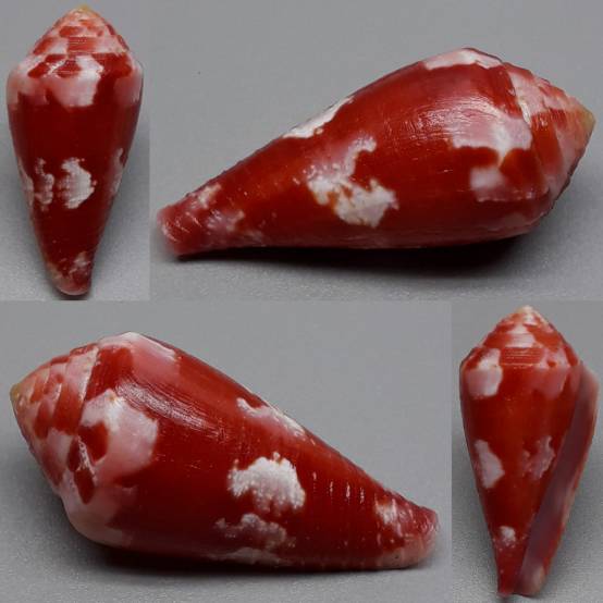 shellauction.net :: Conus pertusus - 3707372