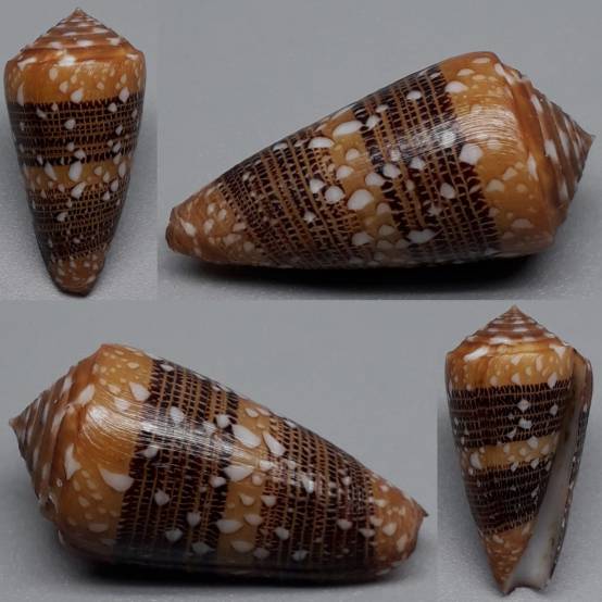shellauction.net :: Conus nobilis victor - 3707524