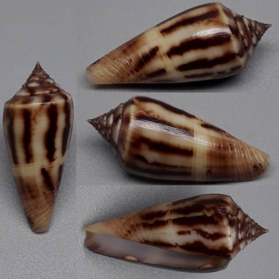 shellauction.net :: Conus consors - 3707603