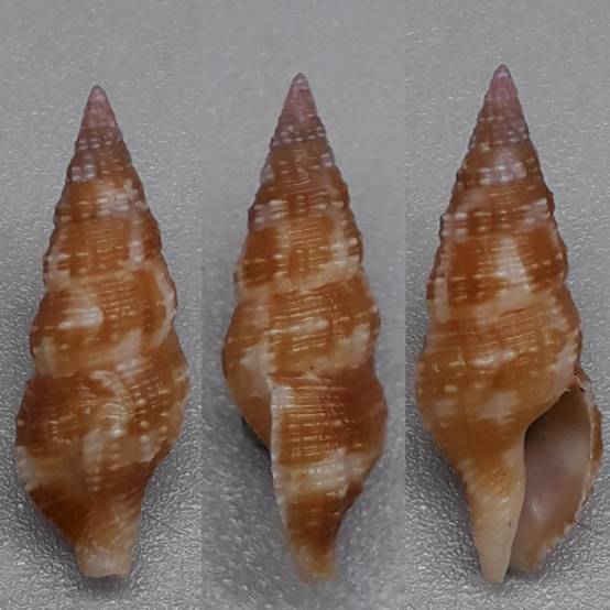 shellauction.net :: Prodotia lannumi - 3707690